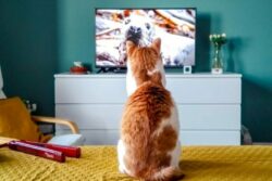 Why Does My Cat Scratch the TV? 4 Vet Reviewed Tips to Stop This ...