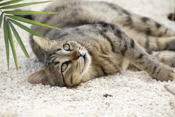 Why Do Cats Like the Sun? 6 Reasons & Safety Tips - Catster