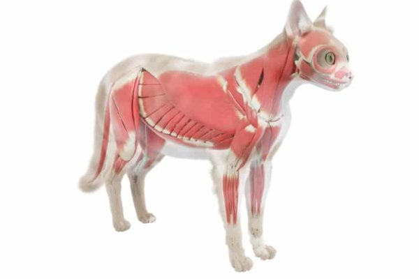 How Many Muscles Does a Cat Have? Science & FAQ - Catster