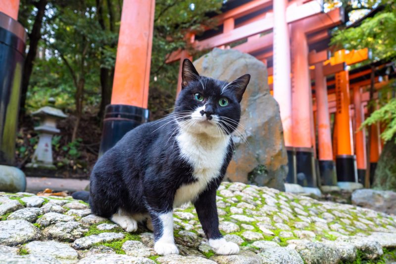 300+ Japanese Cat Names: Great Ideas for Your Exotic Cat - Catster