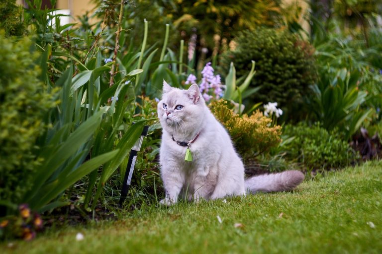 125 French Cat Names: Great Ideas for Your Stylish Cat - Catster