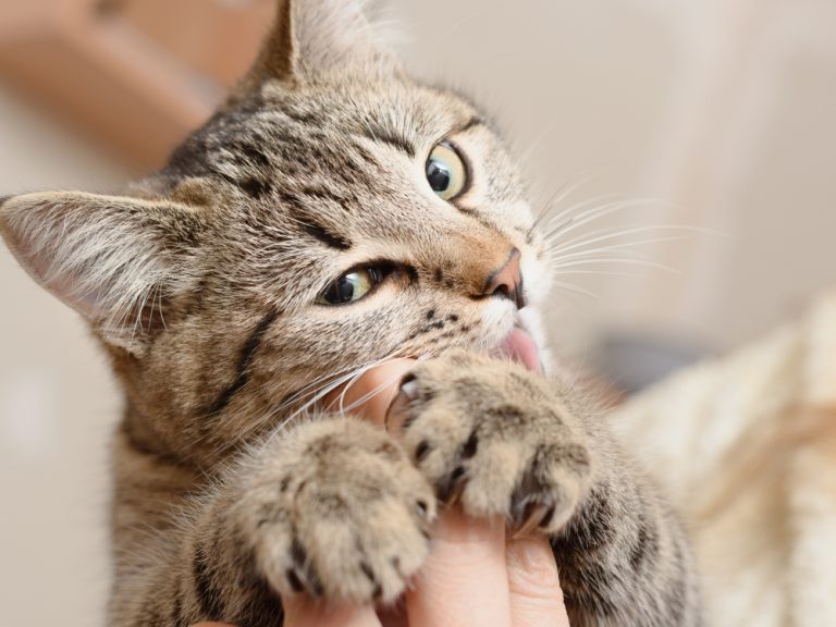 Why Does My Cat Chew on My Fingers? 8 Vet-Verified Reasons - Catster