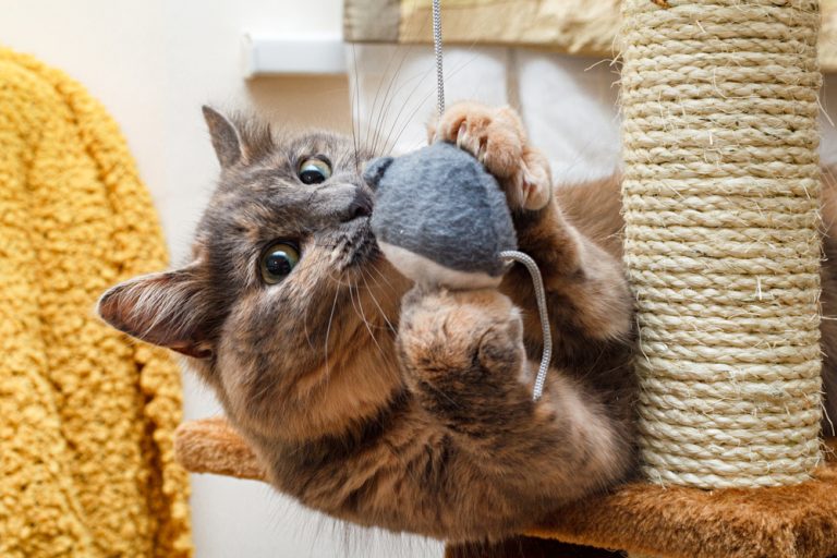 14 Ways to Provide Mental Stimulation for Cats: Vet-Reviewed ...