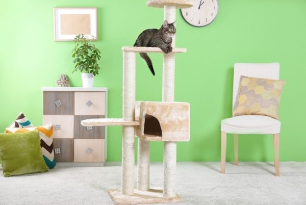 How to Make a Cat Tree More Stable: 10 Tips & Tricks - Catster