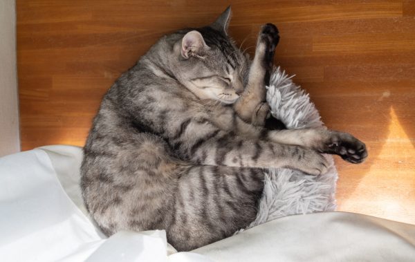 13 Cat Sleeping Positions Explained (With Pictures) - Catster
