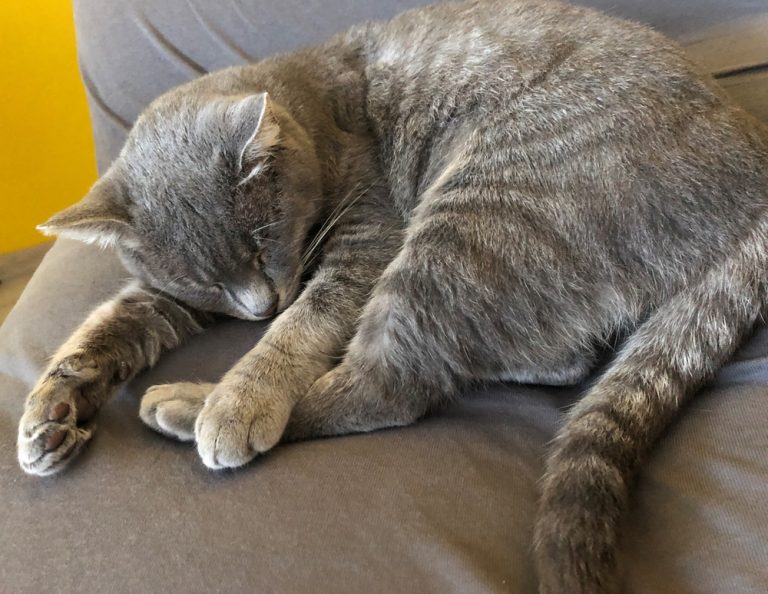 How to Make a Cat Feel Better After Vaccines: 3 Vet-Approved Tips - Catster