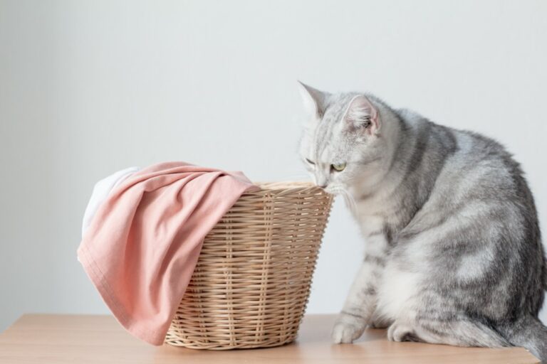Why Do Cats Like Smelly Stuff? Facts & FAQ - Catster