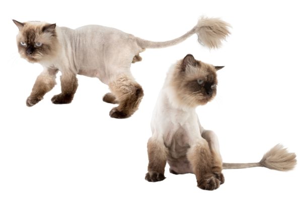 7 Cat Haircut Styles for Inspiration (With Pictures) - Catster