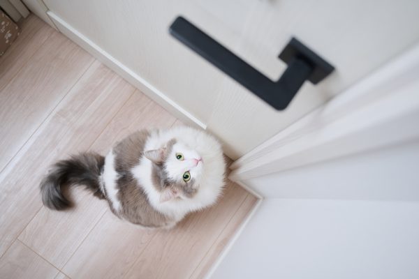 How to Keep a Cat Out of a Room: 10 Vet-Reviewed Recommendations - Catster