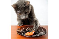 Can Cats Eat Shrimp? Vet-Reviewed Facts & FAQ - Catster