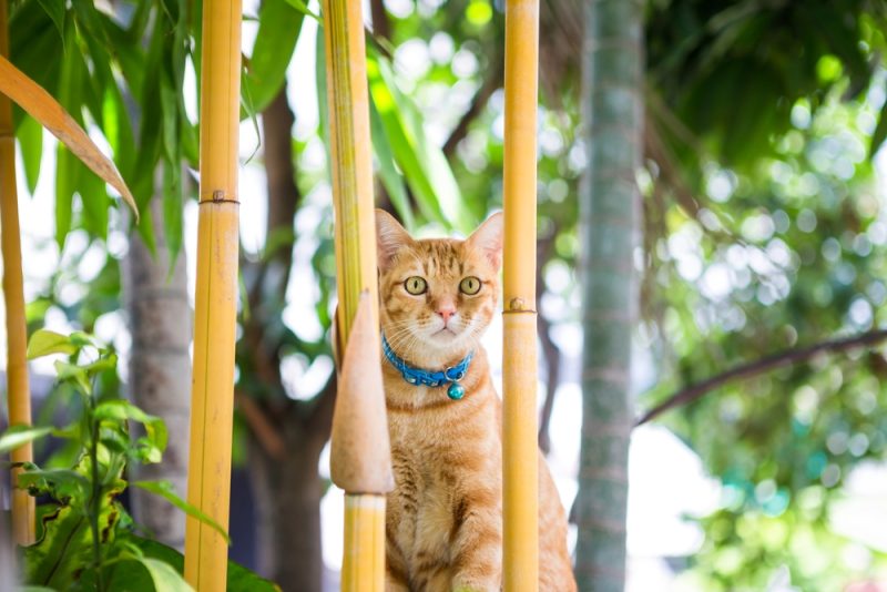 120+ Chinese Cat Names: Ideas for Interesting & Intriguing Cats - Catster