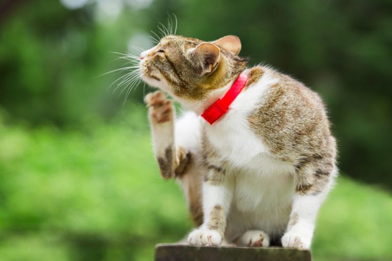Identifying & Treating Bug Bites on Cats: 9 Vet Approved Tips - Catster
