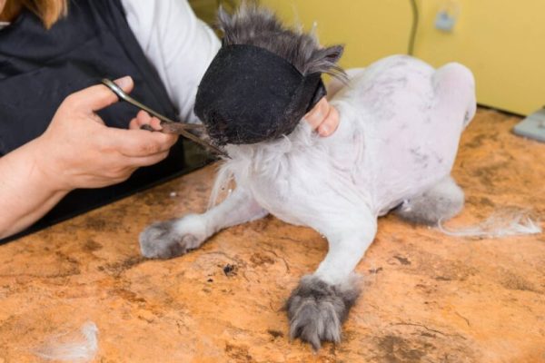 7 Best Cat Muzzles in 2025 – Reviews & Tops Picks - Catster