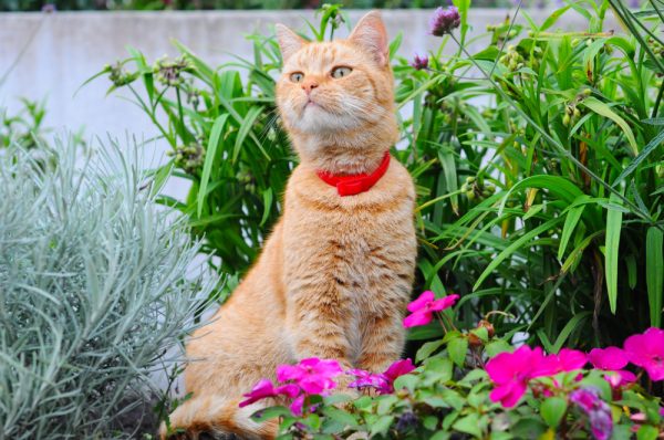 150+ Flower Names for Cats: Inspiring Floral Ideas - Catster