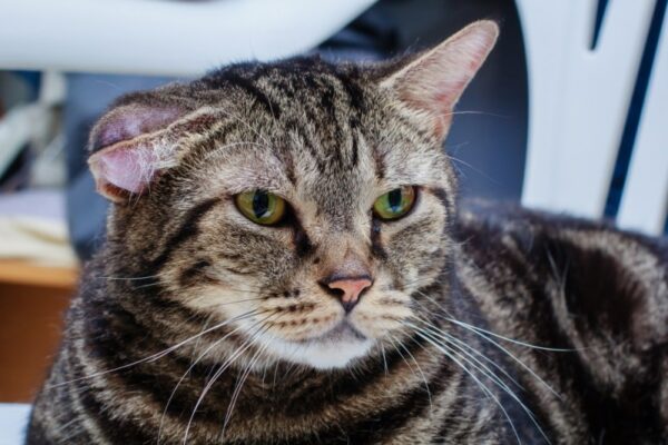 Aural Hematoma in Cats: Vet Reviewed Signs, Causes & Care - Catster