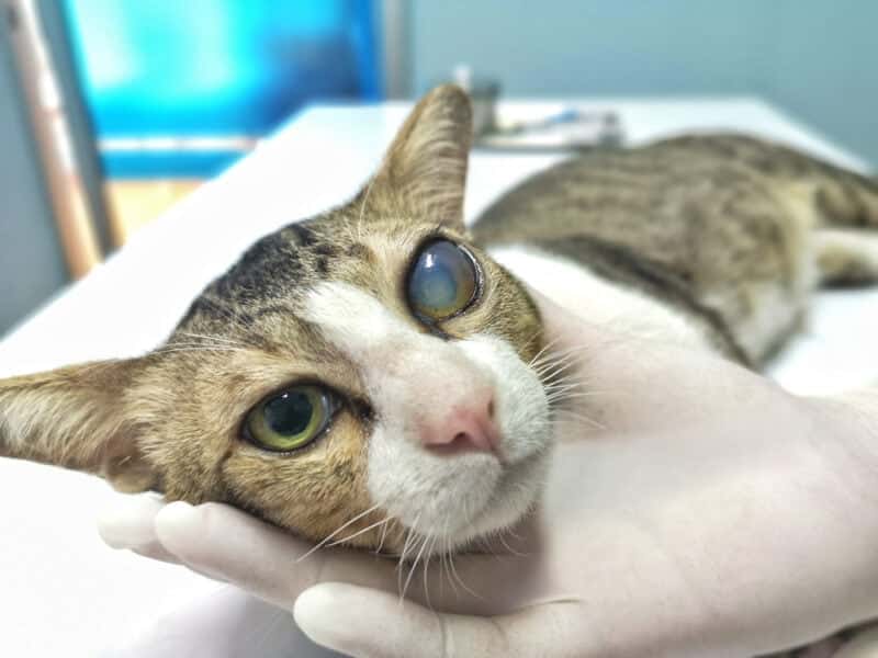 Corneal Ulcer In Cats: Our Vet Explains the Causes, Signs & Treatment ...