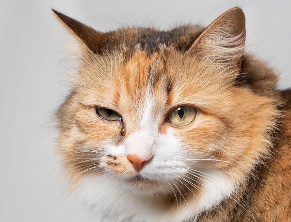 6 Most Common Eye Problems in Cats (Vet Answers) - Catster