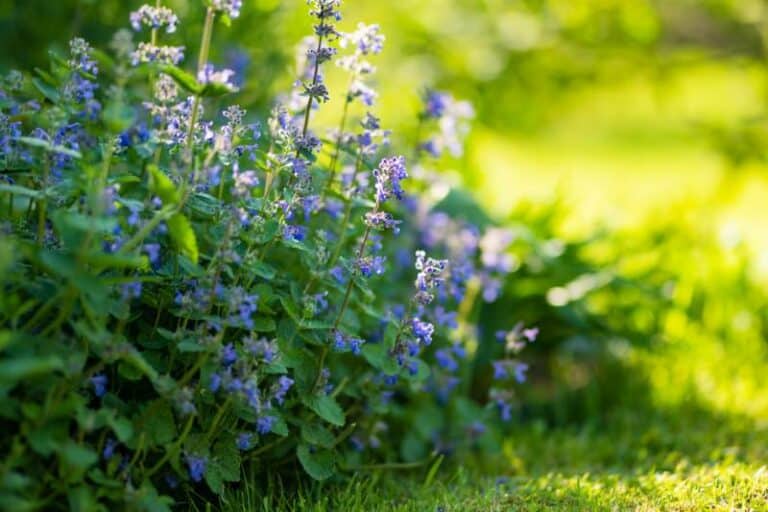 Can Catnip Give Cats Diarrhea? Feline Health Facts & FAQs - Catster