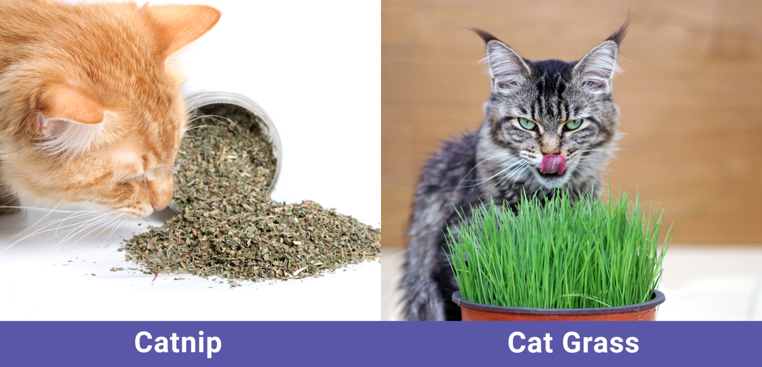 Cat Grass vs. Catnip: Vet-Verified Differences - Catster