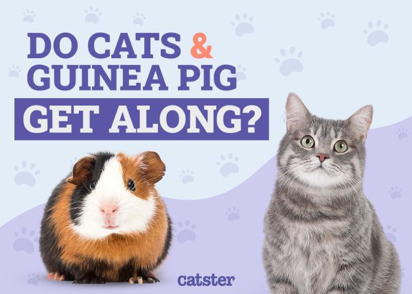 Do Cats & Guinea Pigs Get Along? Our Vet Answers - Catster