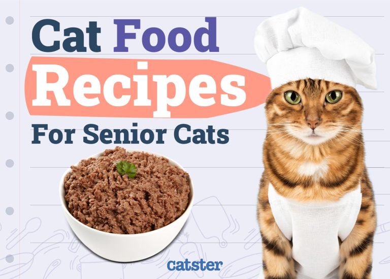 6 Homemade Cat Food Recipes for Senior Cats (With Pictures) - Catster