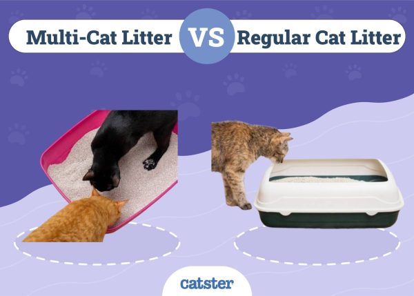 Multi-Cat Litter vs Regular: Pros, Cons & Comparison (Vet-Reviewed ...
