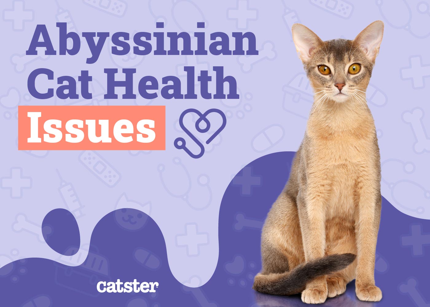 Abyssinian Cat Health Problems: Our Vet Discusses 5 Common Issues - Catster
