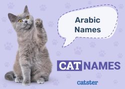 400+ Arabic Cat Names: Great Ideas for Your Cool Cat - Catster
