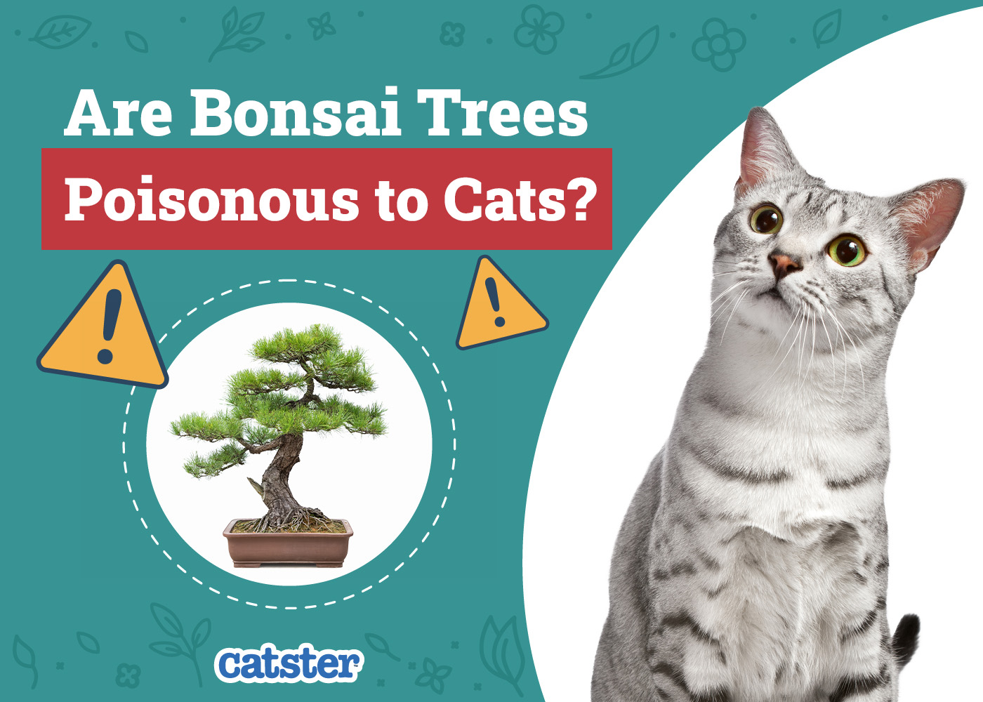 Are Bonsai Trees Poisonous to Cats? Vet-Reviewed Houseplants Examined ...