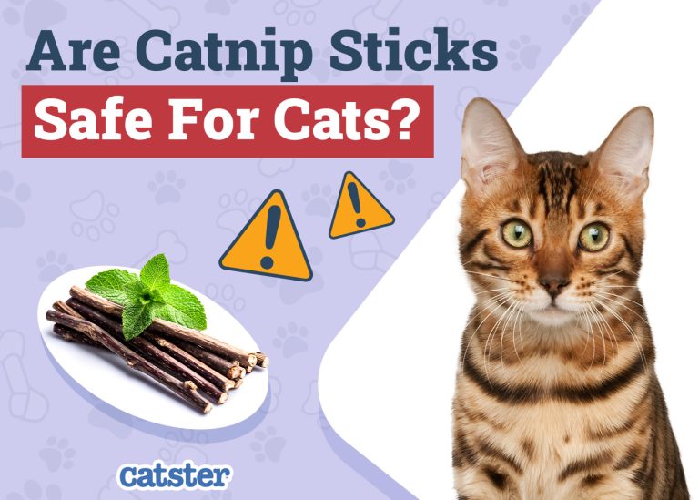 Are Catnip Sticks Safe for Cats? Vet-Reviewed Health & Safety Explored ...