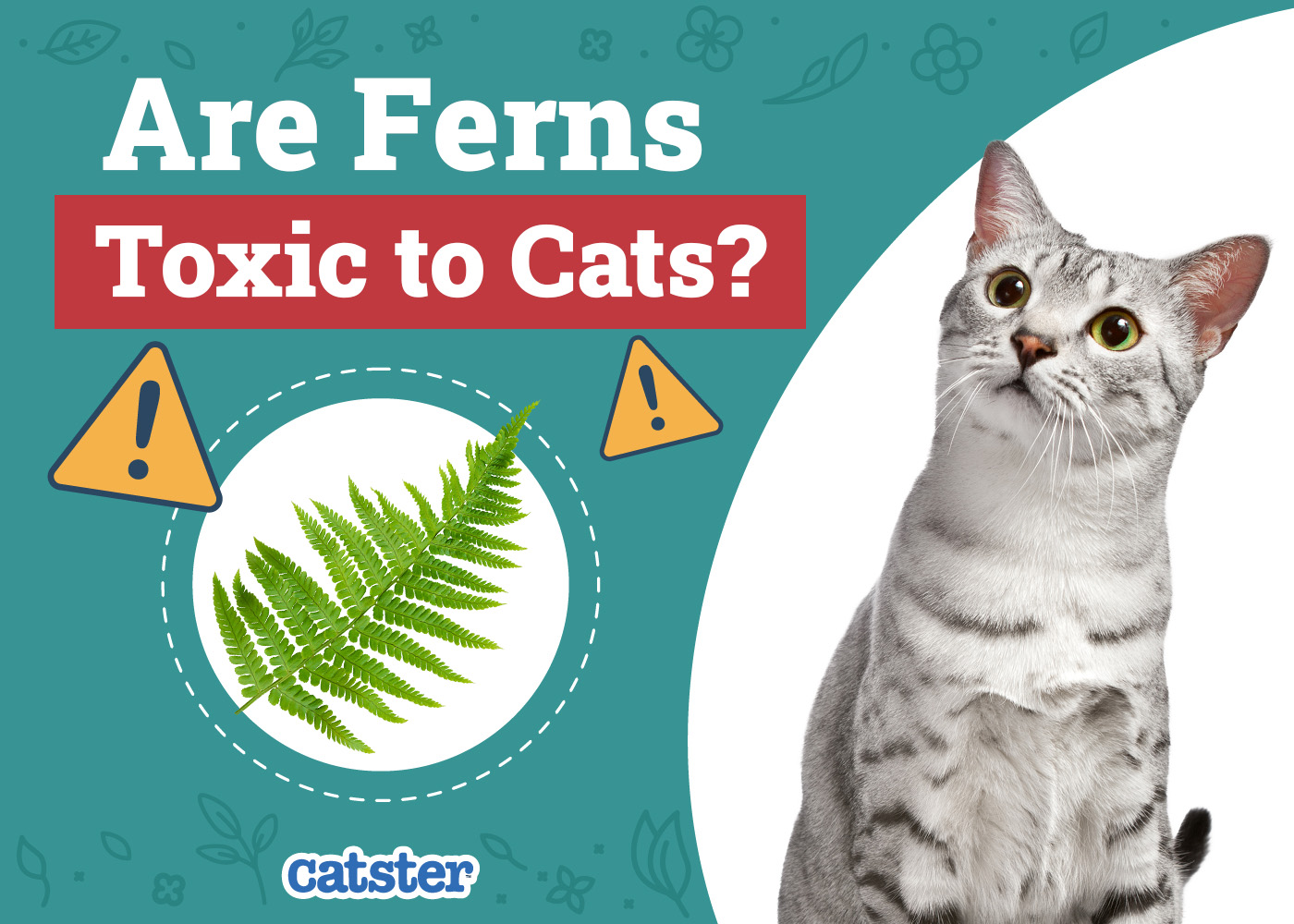 Are Frosty Ferns Toxic to Cats? Vet-Approved Facts & FAQ - Catster
