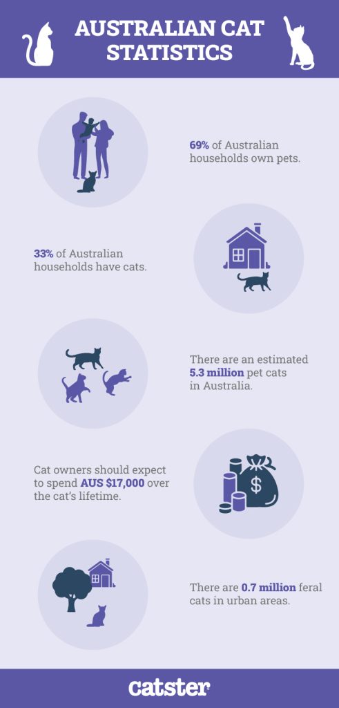 17 Australian Cat Statistics & Facts All Cat Lovers Should Know (2025 ...