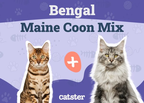 Bengal Maine Coon Mix Cat Breed: Info, Pictures, Temperament & Traits ...