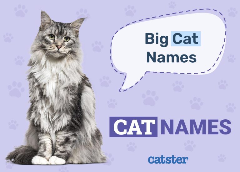 350+ Big Cat Names: Great Ideas for Your Large Cat - Catster