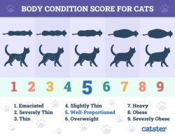 How to Tell if My Cat Is Sick? 24 Vet-Approved Signs - Catster