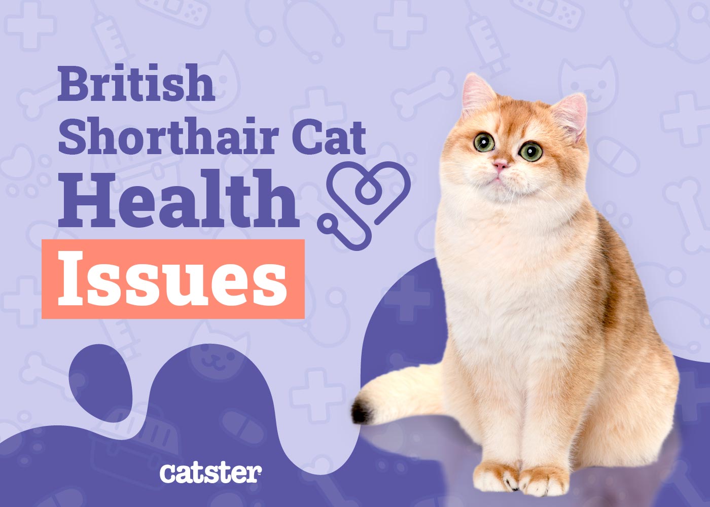 British Shorthair Cat Health Problems: 7 Vet-Reviewed Health Issues ...