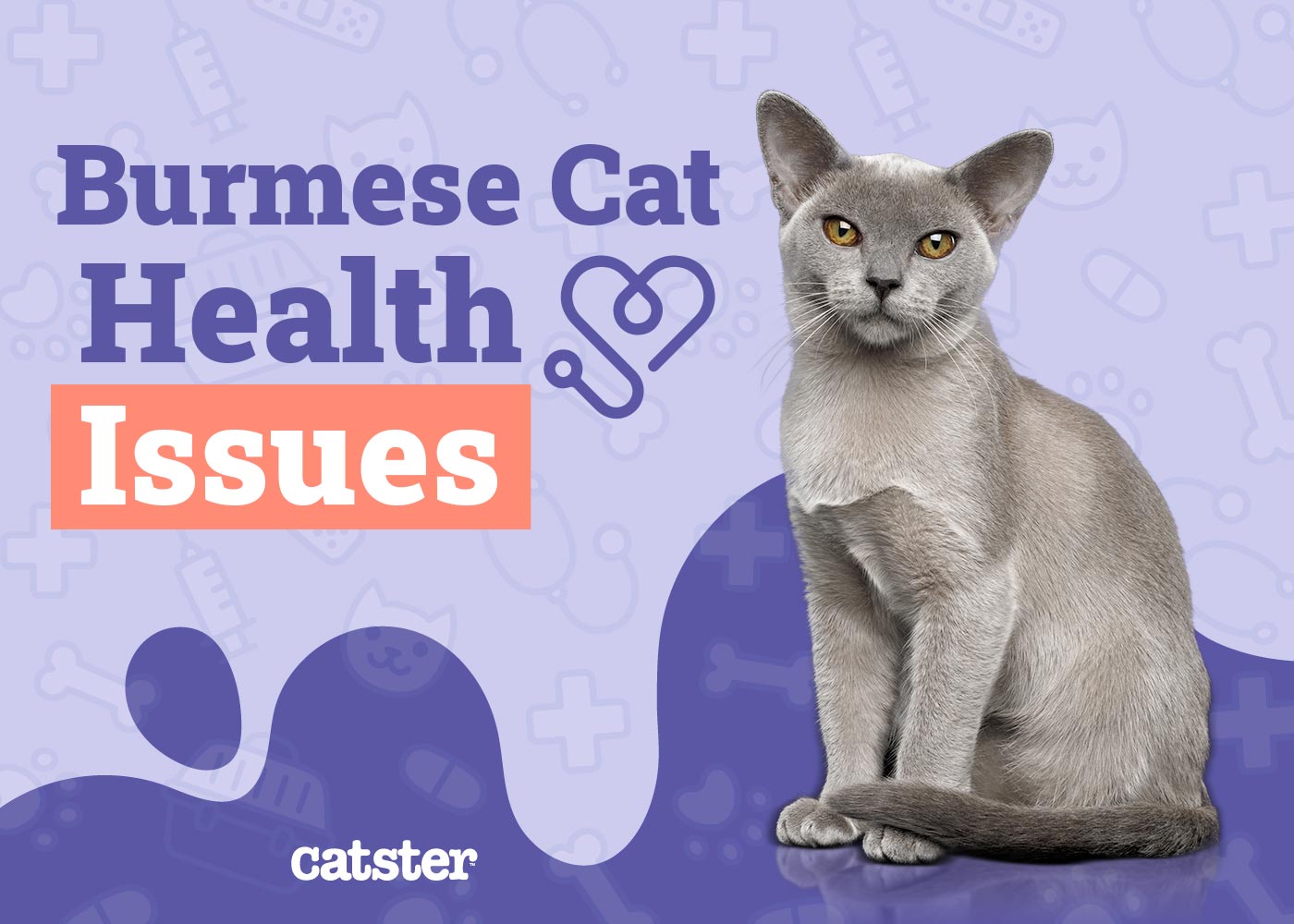Burmese Cat Health Problems: 14 Common Issues - Catster