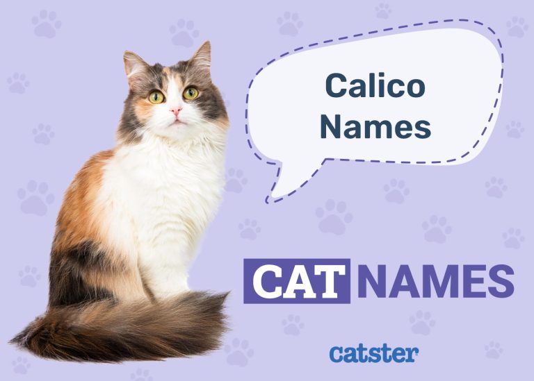 170 Calico Cat Names: Great Ideas for Your Elegant Cat - Catster