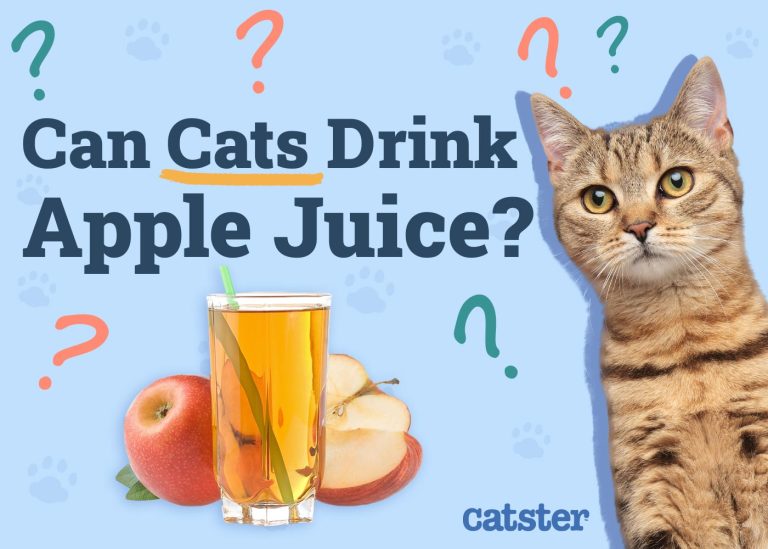 Can Cats Eat Figs? Nutrition Facts & FAQ (Vet Answer) - Catster