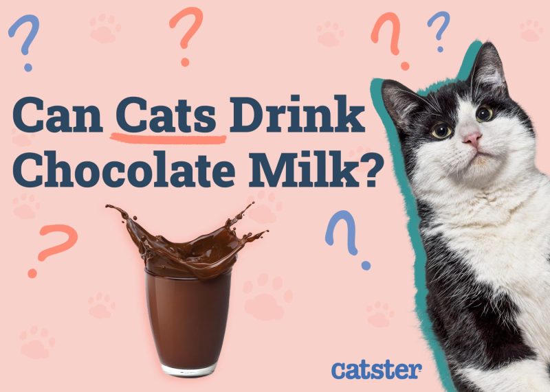 Can Cats Eat Walnuts Vet Approved Facts FAQ Catster Can Cats Eat Walnuts Vet Approved Facts FAQ Catster