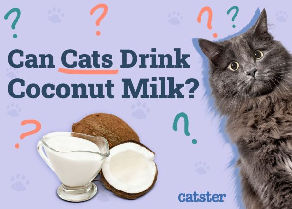 Can Cats Drink Coconut Water? Vet-Verified Nutrition Facts & FAQ - Catster