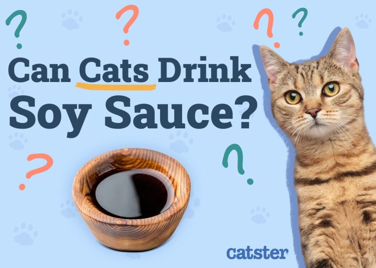 Can Cats Drink Soy Sauce? Vet-Approved Facts & FAQ - Catster