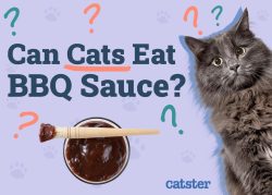 Can Cats Eat BBQ Sauce? Vet-Reviewed Facts - Catster