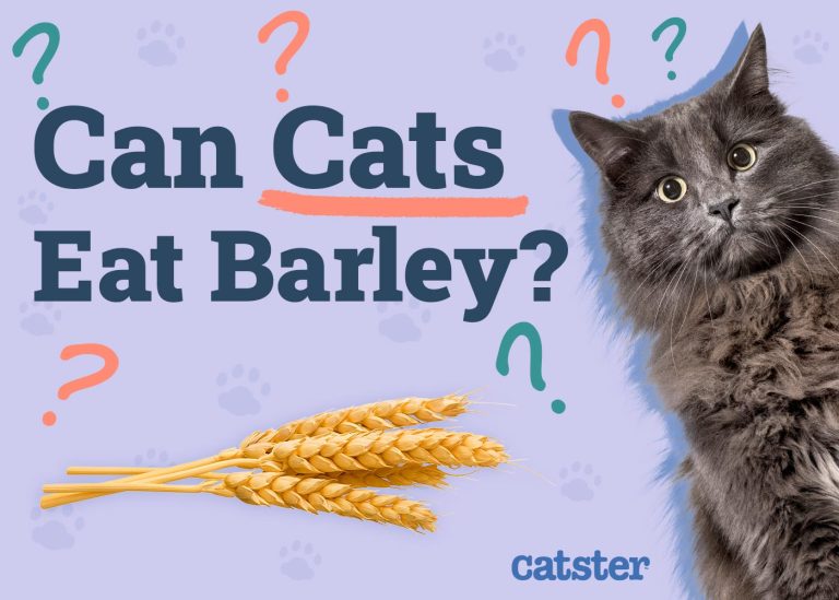 Can Cats Eat Beets? Vet-Verified Facts & FAQ - Catster