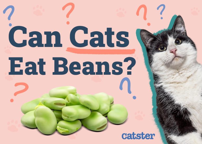 Can Cats Eat Beans? Vet-Approved Nutritional Facts & FAQ - Catster