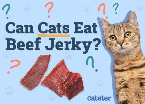Can Cats Eat Beef Jerky? Vet-Approved Health and Nutrition Advice - Catster