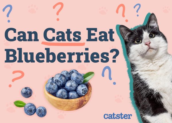 Can Cats Eat Blueberries? Our Vet Answers! - Catster