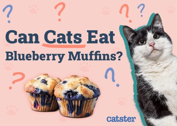 Can Cats Eat Blueberry Muffins? Vet Approved Facts & FAQ - Catster