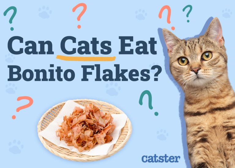 Can Cats Eat Bonito Flakes? Vet-Approved Facts & Benefits - Catster