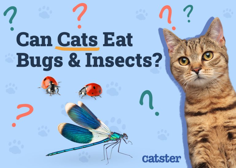 Can Cats Eat Bugs & Insects? Vet-Approved Health & Safety Facts - Catster